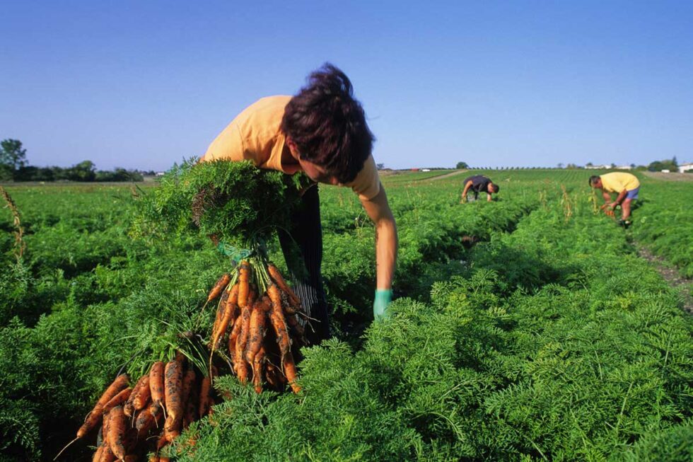 Agriculture Workers' Comp | Farm Workers' Compensation Lawyer